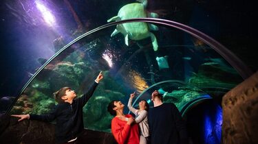 SEA LIFE London Aquarium • Information, Prices, and Reservations • Come ...