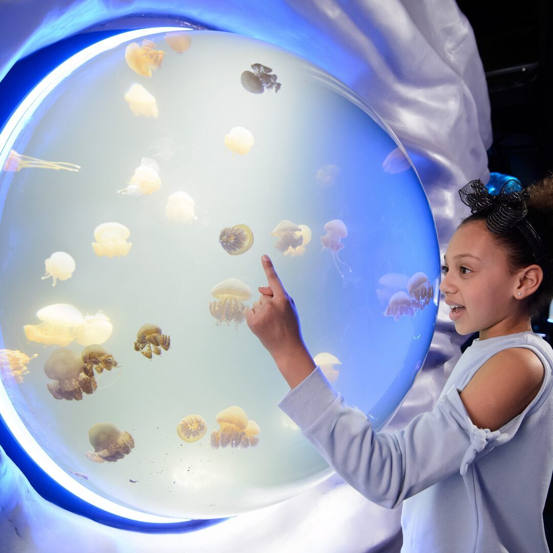 SEA LIFE London Aquarium • Information, Prices, and Reservations • Come ...