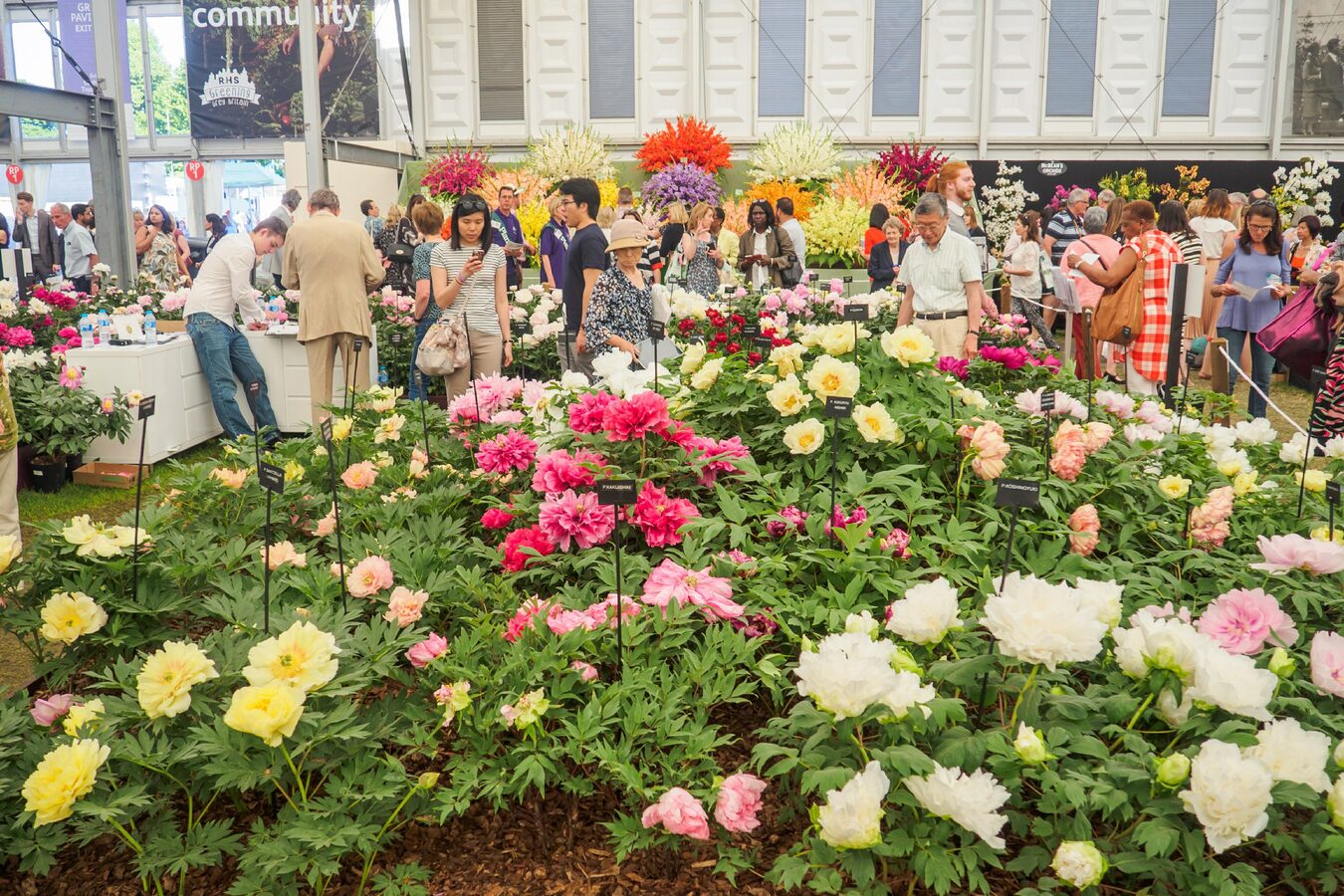 Chelsea Physic Garden: Hidden Botanical Paradise • Come to London
