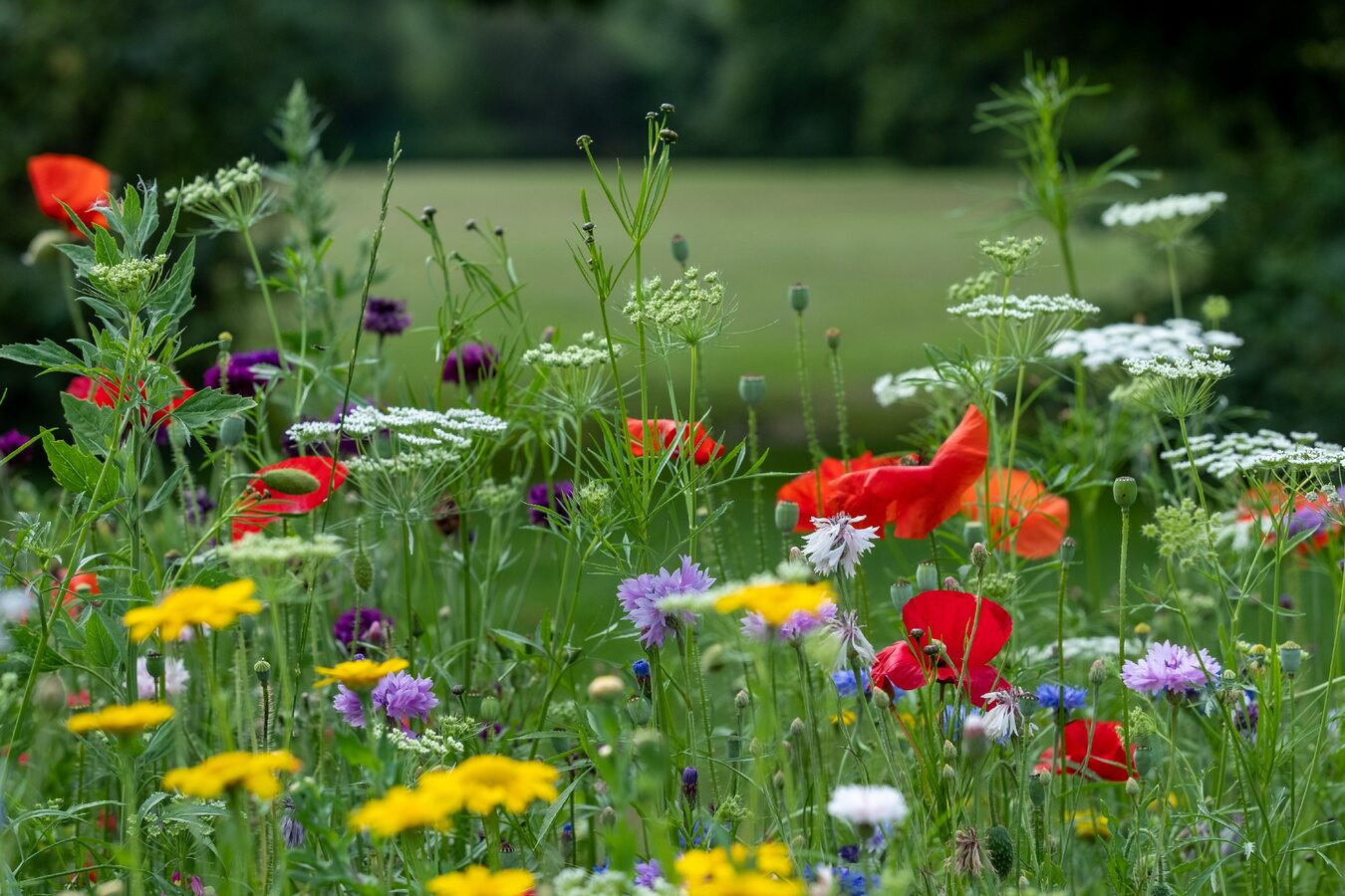 History and Significance of Dalston Eastern Curve Garden • Come to London