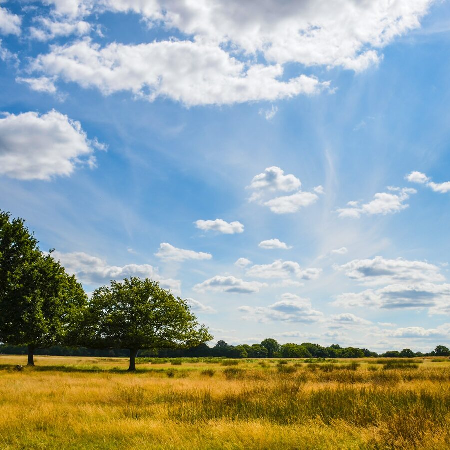Richmond Park in All Seasons • Come to London